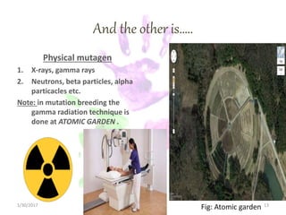 MUTATION BREEDING - A NEW ERA OF SCIENCE | PPT