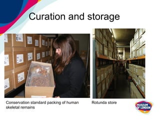 Centre for Human Bioarchaeology | PPT