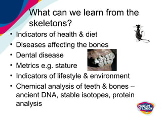 Centre for Human Bioarchaeology | PPT