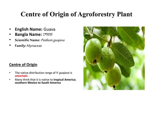 Centre of origin of some agroforestry plants | PPT