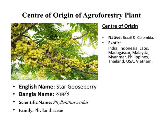 Centre of origin of some agroforestry plants | PPT