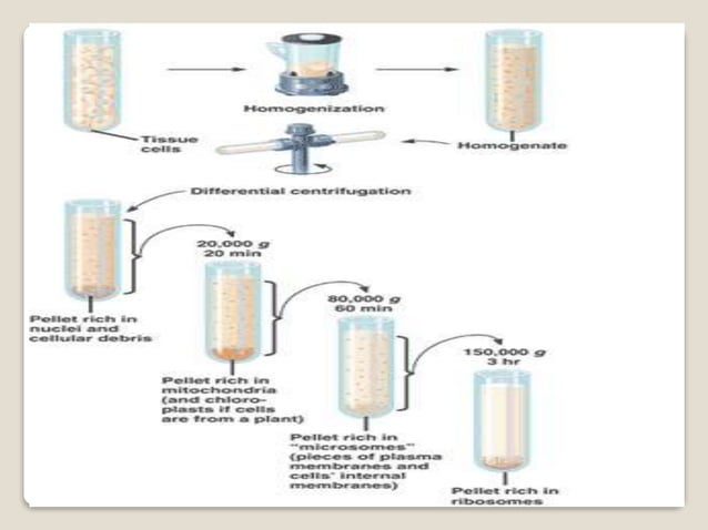 differential centrifugation
