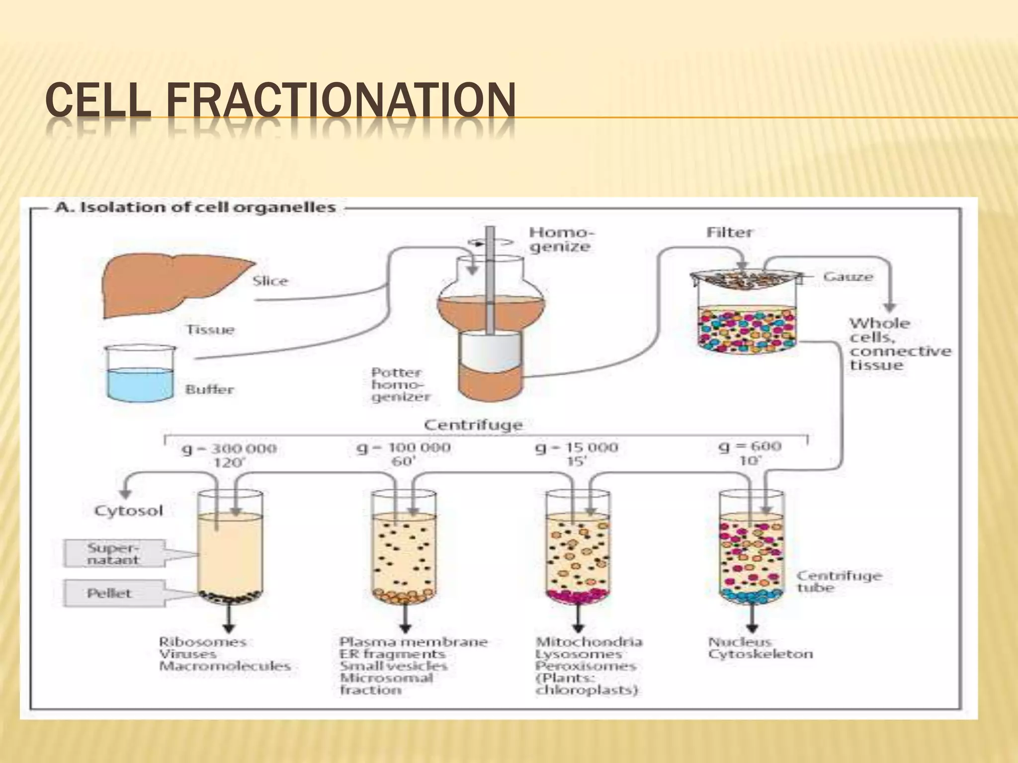 Centrifugation- Techniques in Biochemistry | PPTX
