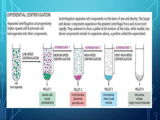 centrifugation.pptx | Physics | Science