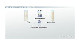 Centrifugation: methods of cell fractionation and the structure and ...