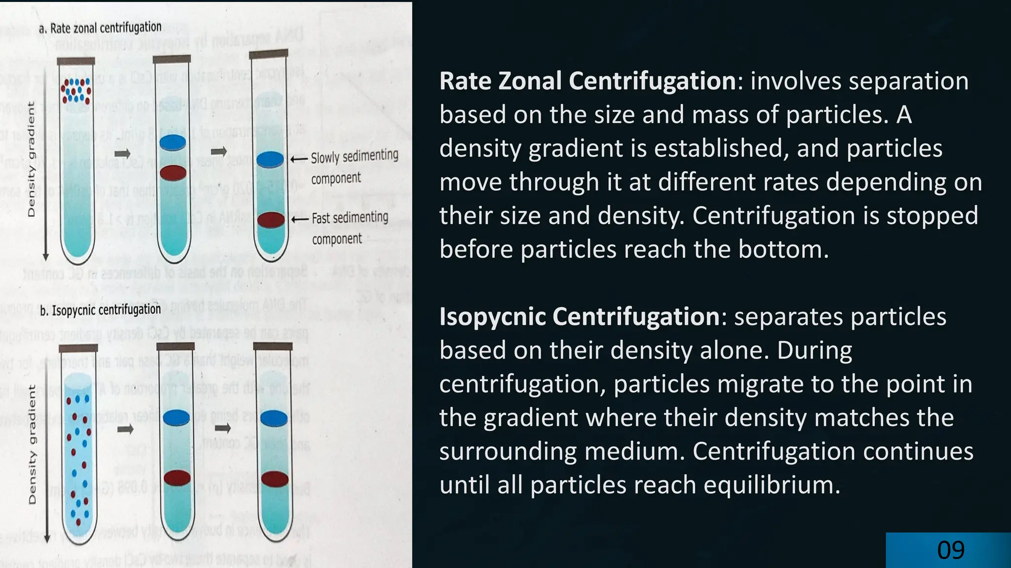 Centrifugation A Sedimentation Technique | PDF
