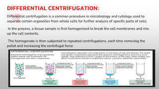 Centrifugation Presentation.pptx