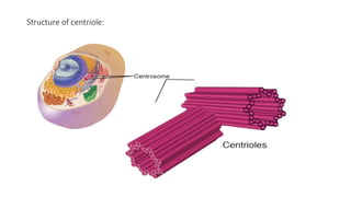 CENTRIOLE.pptx