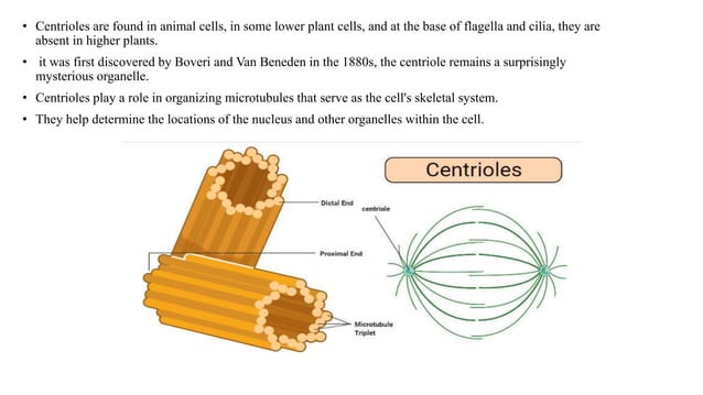 CENTRIOLE.pptx