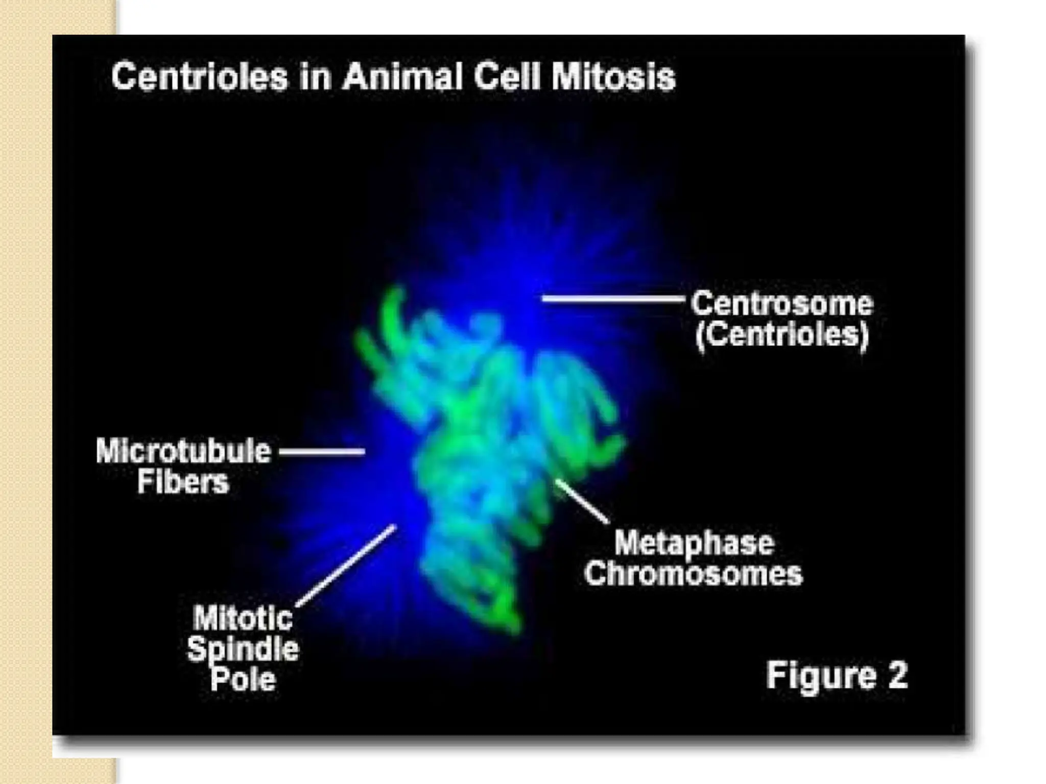 Centriole and basal body 123456789 .pptx