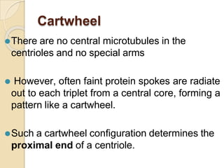 Centriole and basal body 123456789 .pptx