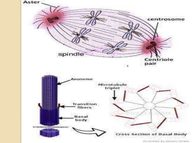 Centriole and basal body 123456789 .pptx