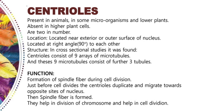 Centriole and mitochondria | PPT