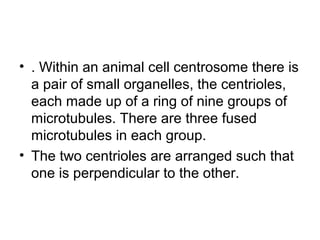 Centrioles | PPT