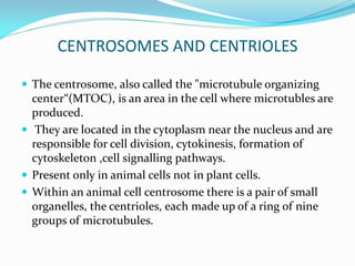 Centrioles | PDF