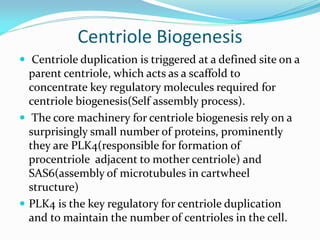Centrioles | PDF