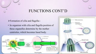 Centrioles (introduction, function, duplication ) | PPTX