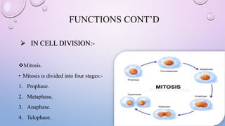 Centrioles (introduction, function, duplication ) | PPTX