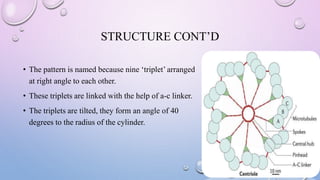 Centrioles (introduction, function, duplication ) | PPTX