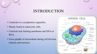 Centrioles (introduction, function, duplication ) | PPT