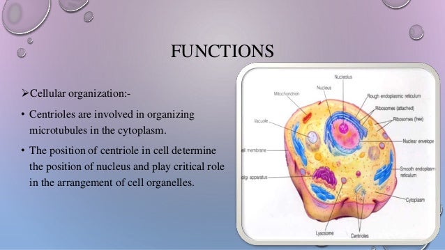 Centrioles (introduction, function, duplication )