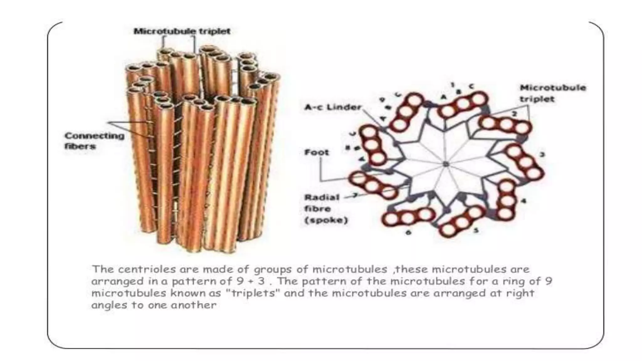 Centrioles | PPTX