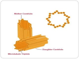 Centrioles... cell organelle. | PPTX