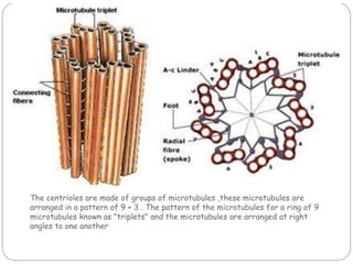 Centrioles... cell organelle. | PPTX