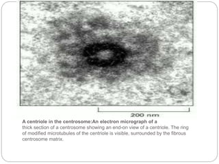 Centrioles Electron Micrograph