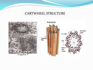 Centrioles[1] | PDF
