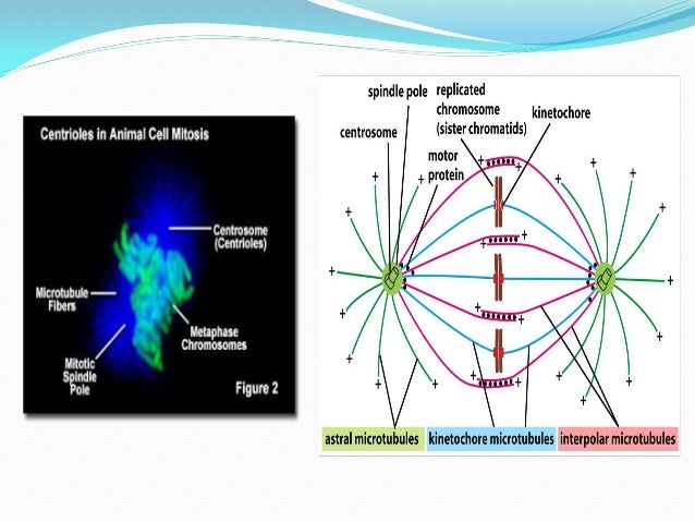 Centrioles Spindle Apparatus