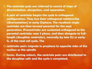 Centrioles replication | PPT