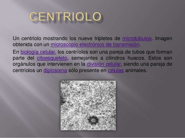 Centriolo