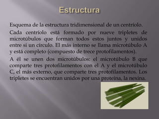 CENTRIOLO | PPTX