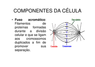 Centríolos | PDF
