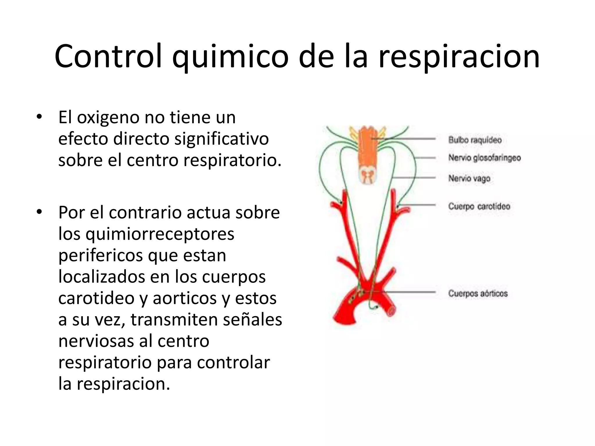 Centro respiratorio | PPTX