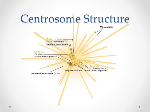 Centrosome | PPTX