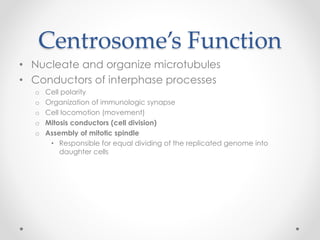 Centrosome Function
