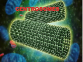CENTROSOME STRUCTURE ,CHEMICAL COMPOSITION AND FUNCTIONS | PPTX