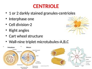 CENTROSOME STRUCTURE ,CHEMICAL COMPOSITION AND FUNCTIONS | PPTX