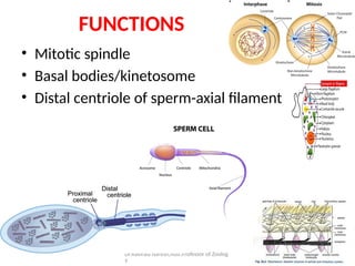 CENTROSOME STRUCTURE ,CHEMICAL COMPOSITION AND FUNCTIONS | PPTX