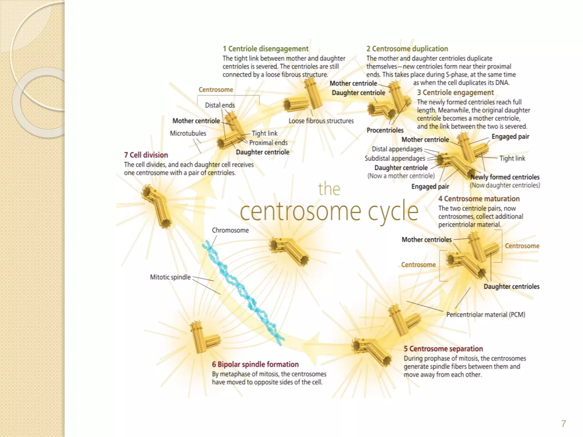 Centrosome and centrioles | PPTX