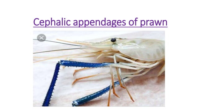 Cephalic appendages of prawn | PPTX