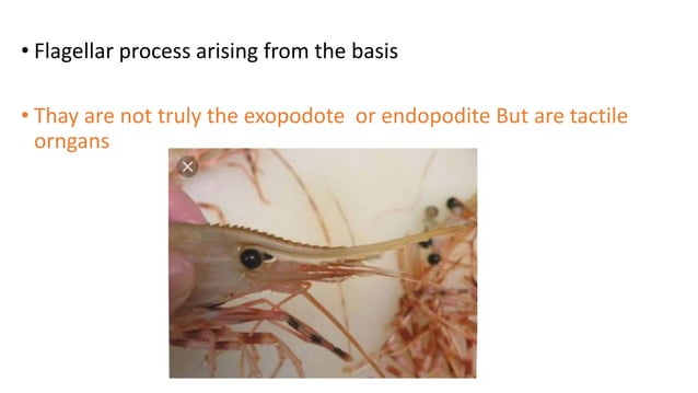 Cephalic appendages of prawn | PPTX