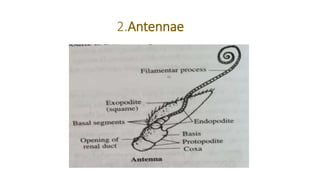 Cephalic appendages of prawn | PPTX