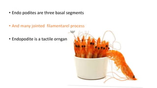 Cephalic appendages of prawn | PPTX