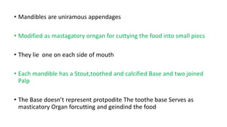 Cephalic appendages of prawn | PPTX