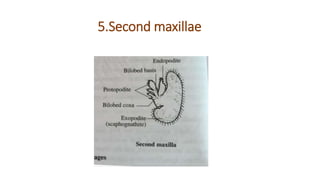 Cephalic appendages of prawn | PPTX
