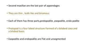 Cephalic appendages of prawn | PPTX