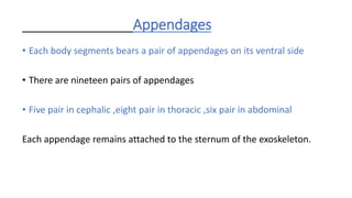 Cephalic appendages of prawn | PPTX